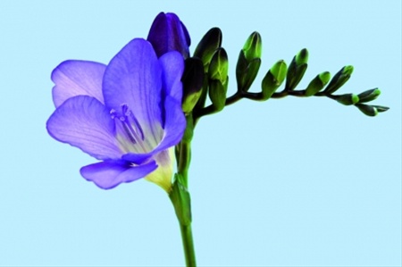 Freesia Blue Delta River - Freesia - Flowers and Fillers - Flowers by ...